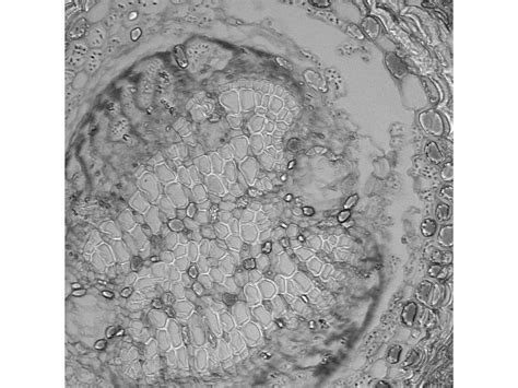 Molecular Devices Imagexpress Micro Confocal High Content Imaging System Unit 3