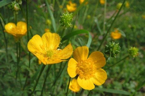 Цветы лютики 50 фото виды посадка и уход