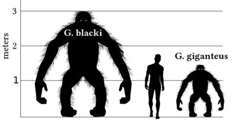 Gigantopithecus The Largest Ape Online Biology Dictionary