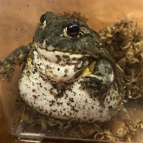 Final Form Froggo 🐸 Absoluteunits