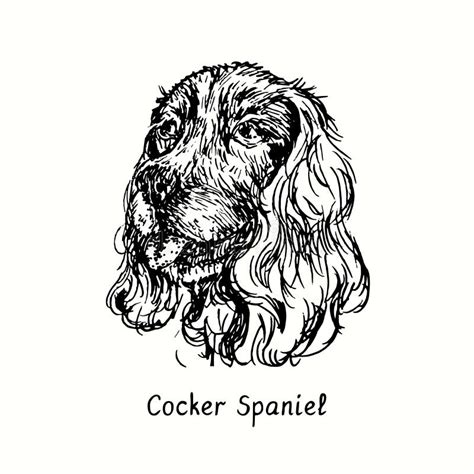 Cocker Spaniel Muzzle Front View Ink Black And White Doodle Drawing Stock Vector Illustration