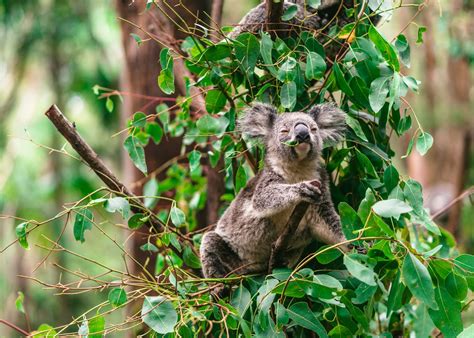 Koala Habitat Trees