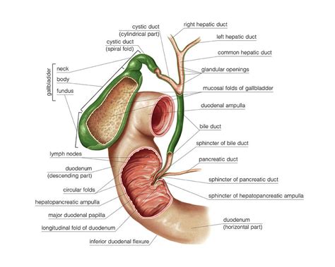 The Gallbladder 2 Photograph By Science Photo Library Pixels Merch