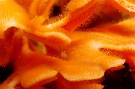 Ectoprocta François Michonneau Phd