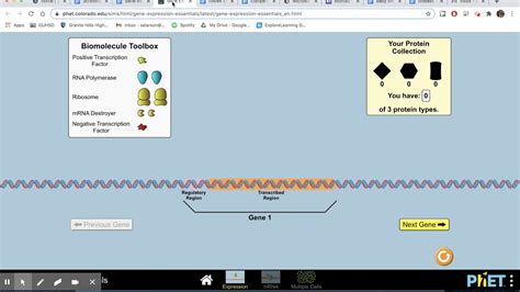 Phet Lab Gene Expression At Lucy Pie Blog