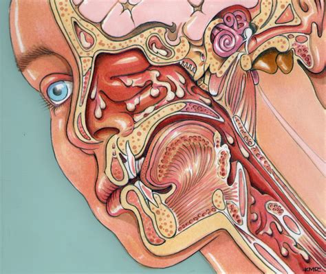 The Anatomy Of The Ears Nose And Throat