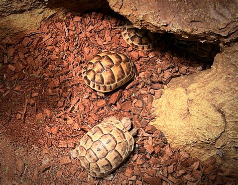 육지 거북이 키우기 사육 방법 그리스 육지거북 네이버 블로그