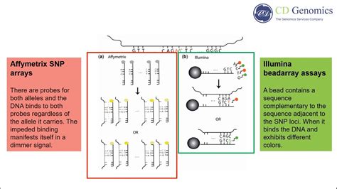 snp genotyping technologies youtube