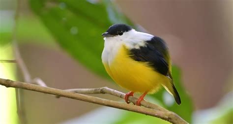 New Refseq Annotations Ncbi Insights