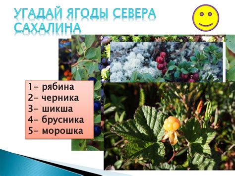 Лес Сахалина - online presentation