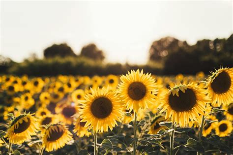 Retrieving The Best Model Using Python Api For Mlflow By Sumeet
