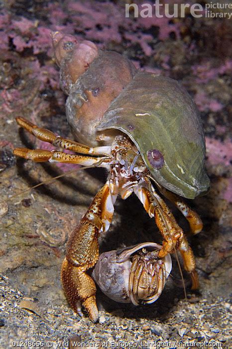 Hermit Crabs Mating