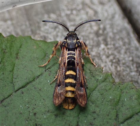 Cottenham Mothing Raspberry Clearwing