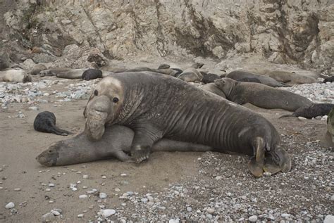 Getting Way Too Close To Mating Elephant Seals PICS Matador Network