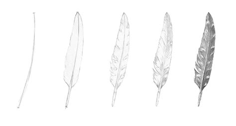 How To Draw A Feather Alan Li