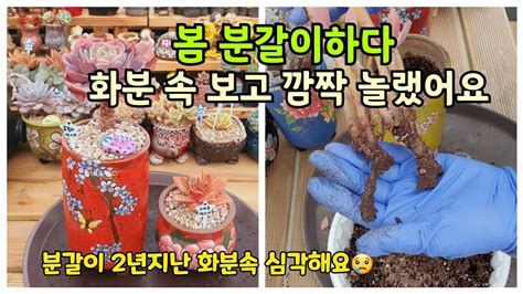 분갈이 2년지난 다육이들 뿌리가 심각해요💢화분속이 난리네요🥲흑괴리뮤즐리방울복랑 Youtube