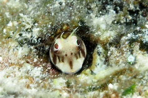 コナユキハゼ デコボコ潜水 楽天ブログ