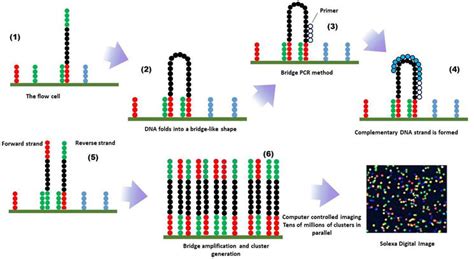 High Throughput Sequencing And Metagenomic Data Analysis Intechopen
