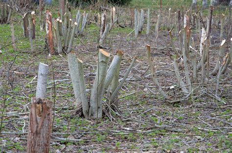 Fallen Trees Stock Photos Images And Backgrounds For Free Download