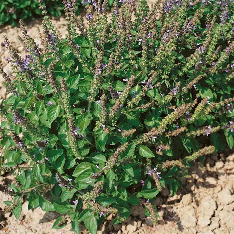 Holy Basil Seeds