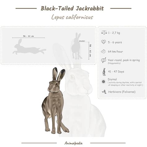 Premium Vector Infographic Of A Black Tailed Jackrabbit