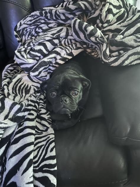 Dont Wake The Tiny Little Black Pug Baxter Rpugs