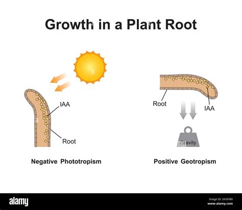 Scientific Designing Of Growth In A Plant Root Phototropism And