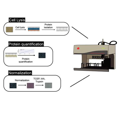 Modular Automated Bottom Up Proteomic Sample Preparation For High Throughput Applications