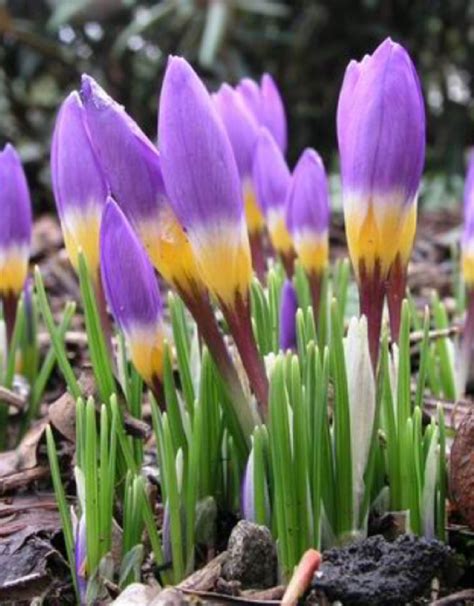 Crocus - PictureThis