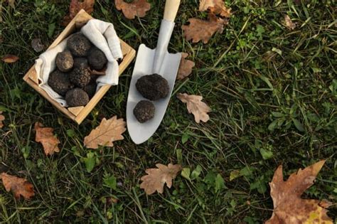 Truffle Hunting The Complete Guide To Locating These Treasured Treats