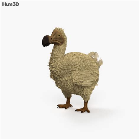 Animado Dodo Modelo 3d Descargar Aves On