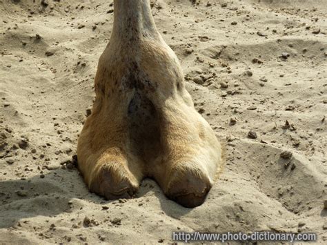 Whats Camel Toe Telegraph