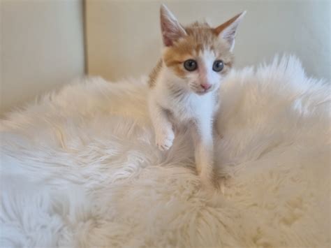 코리안숏헤어 웬디 코카스파니엘분양가격 폼스키분양가격 폼치분양가격 폼피츠분양가격 푸숑분양가격 고양이분양가격 랙돌분양가격 러시안블루분양가격 먼치킨분양가격 브리티쉬숏헤어분양가격