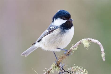 Coal Tit Nesting Facts Habits And Images Full Guide Bird Nature