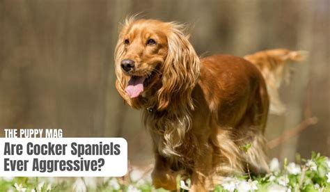 Are Cocker Spaniel Aggressive