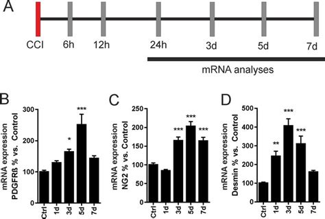 Pericyte Differentiation Markers Are Upregulated In A Time Dependent