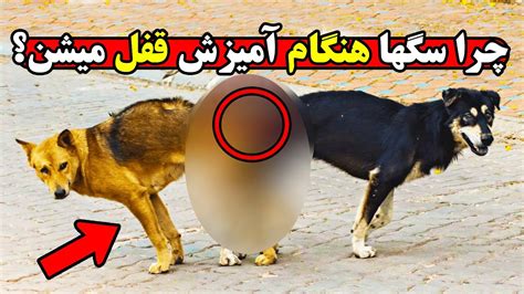 مراحل کامل جفت گیری سگ و علت قفل شدن آنها هنگام آمیزش Youtube