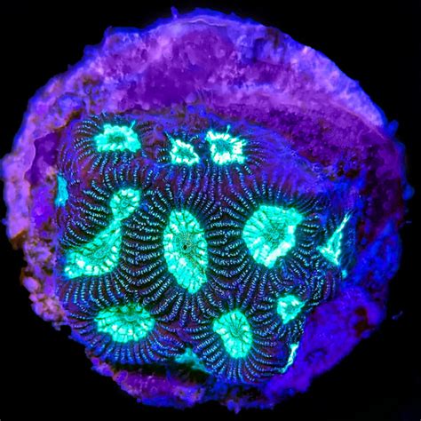Green Center Brain Coral The Biota Group