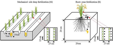 Frontiers Effects Of Local Nitrogen Supply And Nitrogen Fertilizer