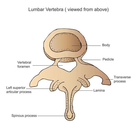 Lumber Vertebra Illustration 42399614 Vector Art At Vecteezy