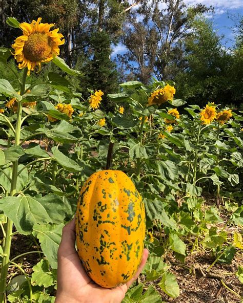 O J A I R O O T S F A R M 🌱 On Instagram “whats Prettier The Squash