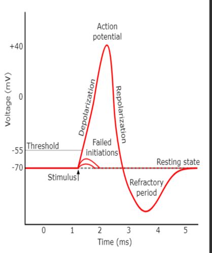 The Neuron And Action Potentials Flashcards Quizlet