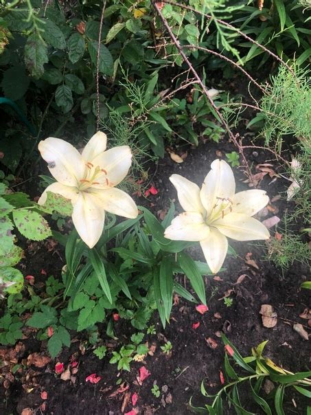 Продам саженцы лилии от 200 2025 | Опочка Барахолка. | ВКонтакте