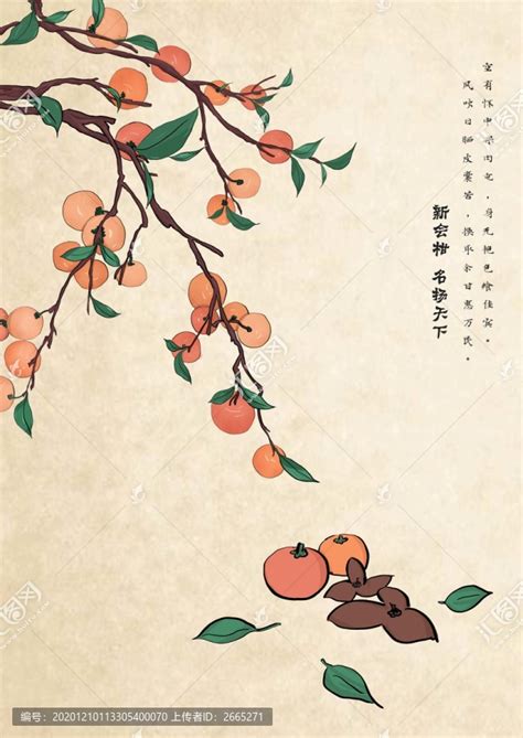 古风新会大红柑手绘插画 植物花草 设计素材 设计模板 汇图网www huitu