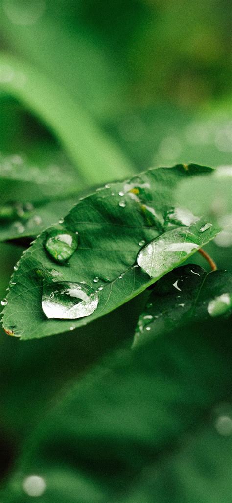 Nature Forest Wallpapers 4k Hd Backgrounds On Wallpaperbat