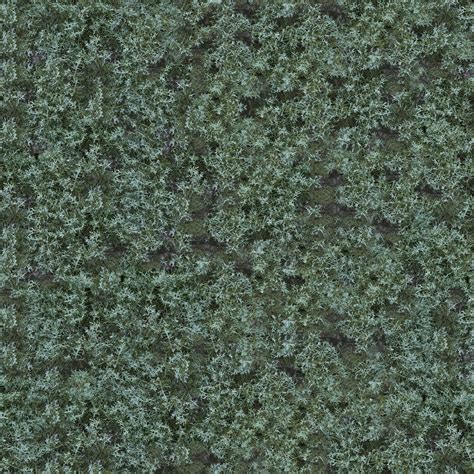 Texture Vegetation