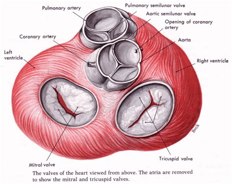 Heart Diagram Valves And Ventricles Understanding Heart Valv