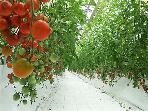 Reflective Pppe Sheet Koizumiseima Co Ltd