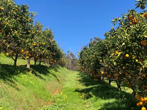 คลังภาพถ่ายฟรีของ กล้วย กล้วยสีเขียว กลางแจ้ง การถ่ายภาพอาหาร การทำฟาร์ม การปลูกกล้วย