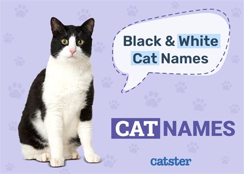 Black And White Fluffy Cat Names